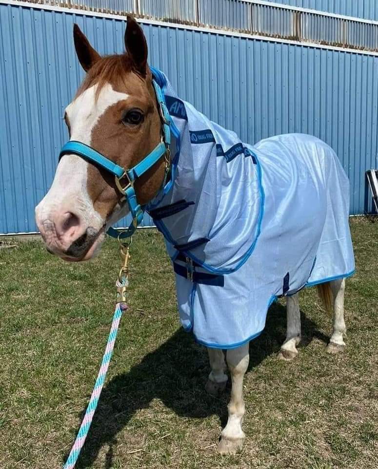 AMIGO & MIO HORSE AND PONY BUG RUGS – ZENN EQUINE - Hard As Nails Horse ...